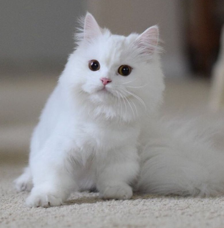 Napoleon Cat popularity & fame | YouGov